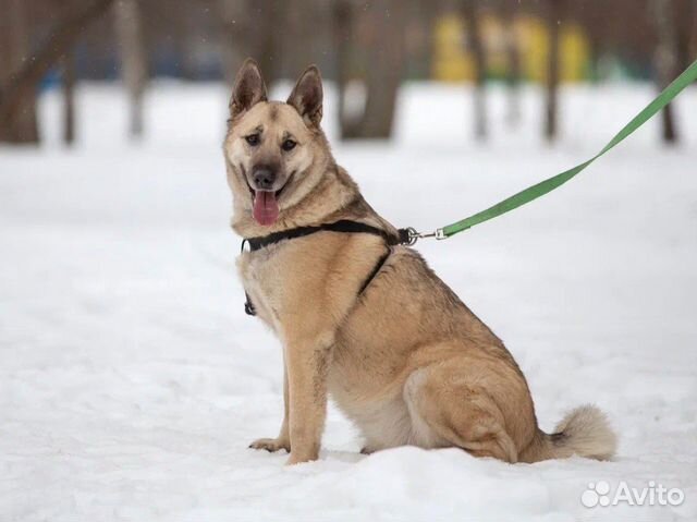 Собака в дар в добрые руки