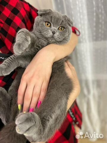 Вислоухий котик с прививками