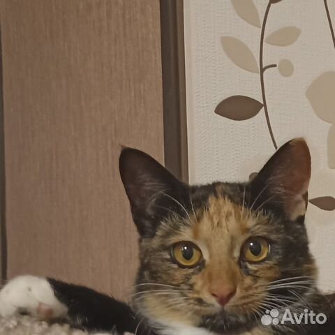 Бесплатно В добрые руки. помогите найти кошке дом