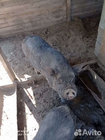 Вьетнамский вислобрюхий хряк