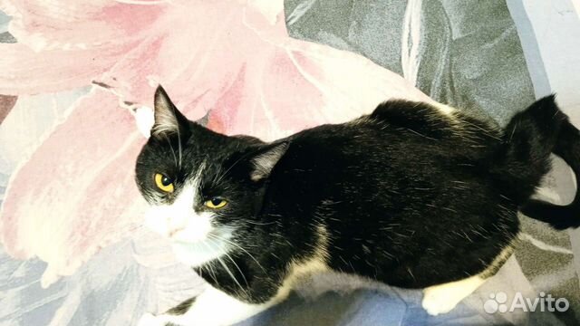 Отдадим кота