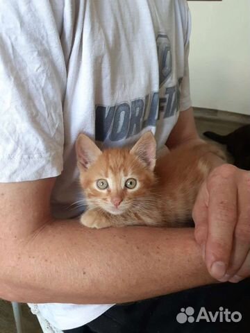 Рыжий кот (котенок) мышелов