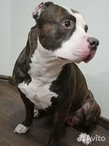 Американский булли xl