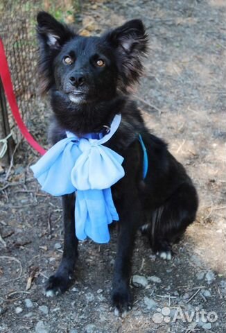 Супер Чарли ищет семью