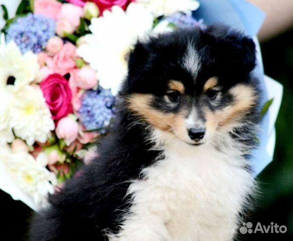 Шелти обворожительная красотка