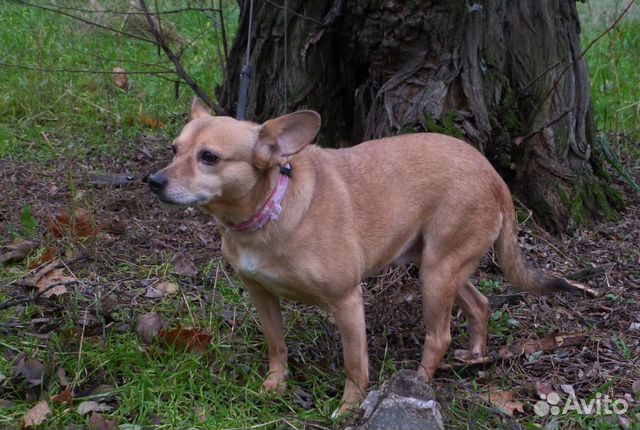 Собака в добрые руки отдам бесплатно