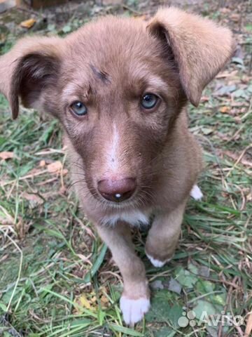 Зеленоглазый щенок Боня в дар
