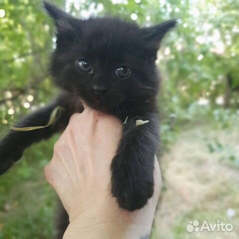 Милейшие пушистые котята