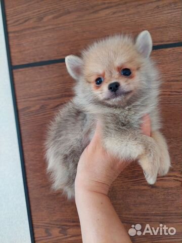 Щпиц окраса крем соболь