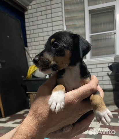 Собака ягдтерьер