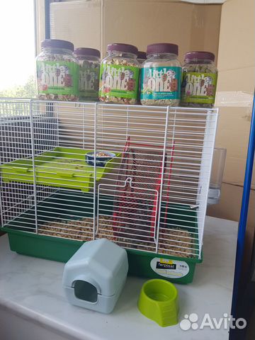 Дегу в хорошие руки