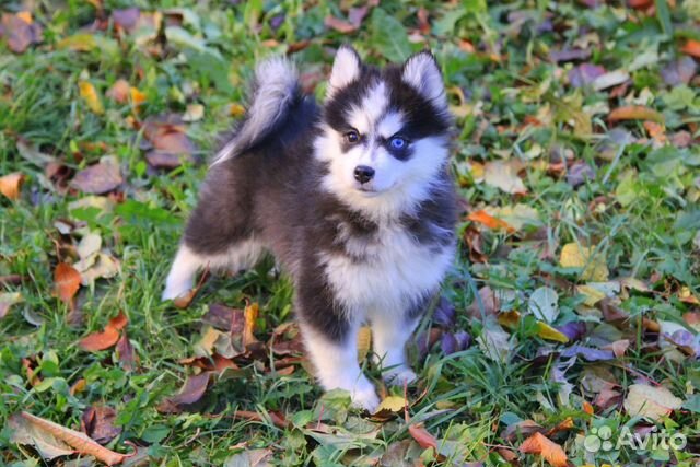 Помски супер девочка