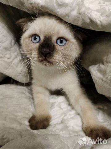 Шотландец вислоухий