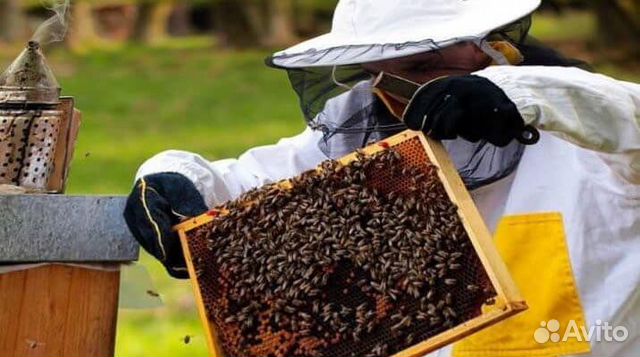 Отводки пчёл. Семьи пчёл