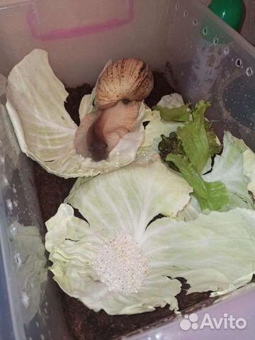 Улитки ахатина ретикулята черноголовая