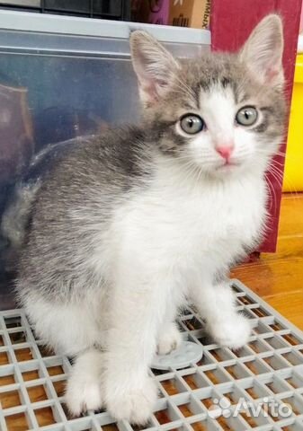 Котодевочка Майя ищет дом