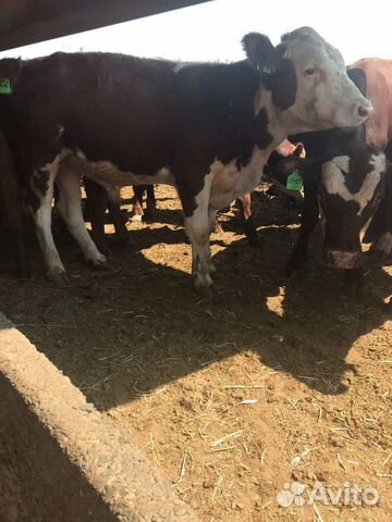 Бычки на откорм