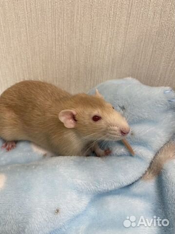Крыса дамбо, персиковый окрас, 4 месяца