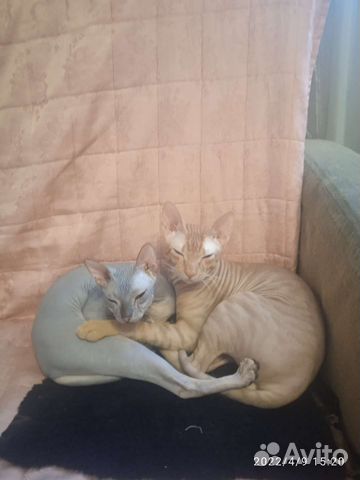 Котята донской сфинкс
