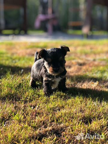 Йоркширский терьер щенки