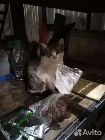 Котята в добрые руки бесплатно