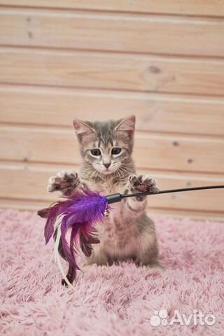 Котенок Ивушка в дар