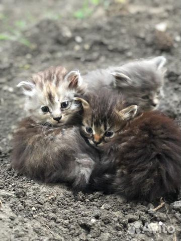 Котята в добрые руки