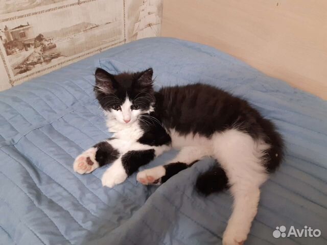 Котёнок сибирской кошки