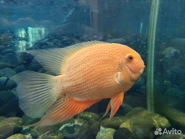 Северум красноточечный