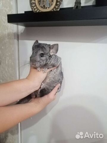 Шиншилла с клеткой