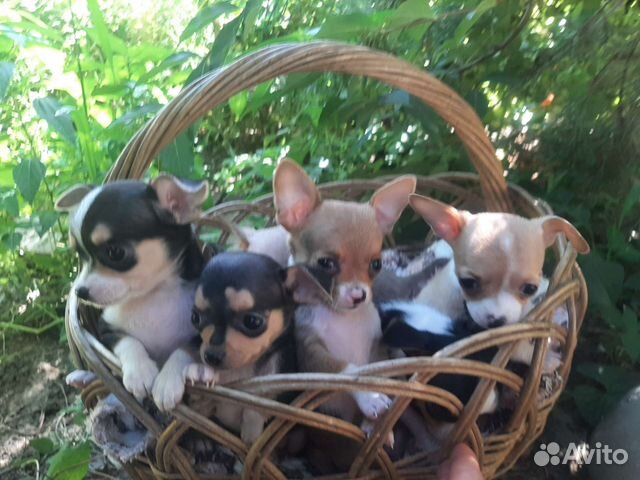 Щенки чихуахуа
