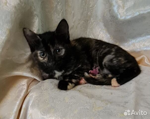 Прелестный черепаховый Котёнок в дар