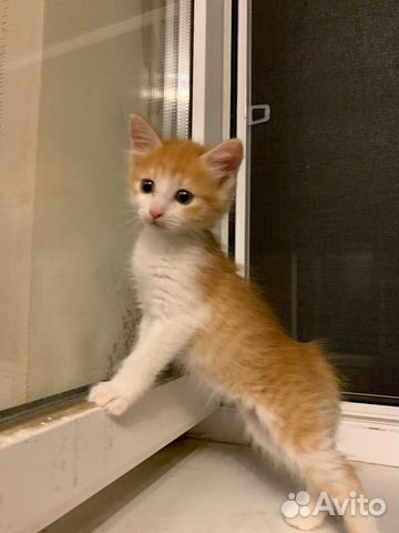 Котята бесплатно