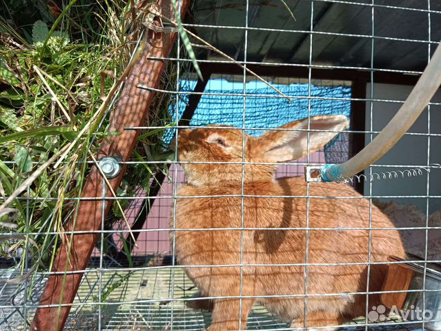Кролики бургундские, серебро, белый великан