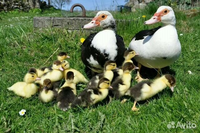 Утки и утята