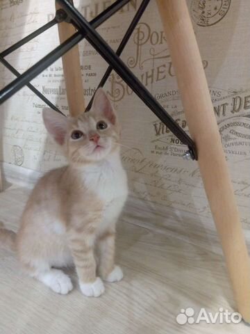 Котенок