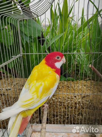 Попугай розелла рубиновая