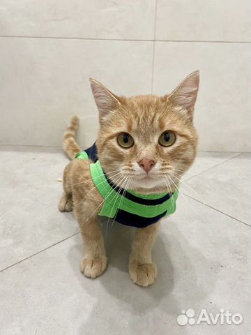 Котик Животик