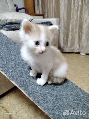 Кошки в добрые руки бесплатно