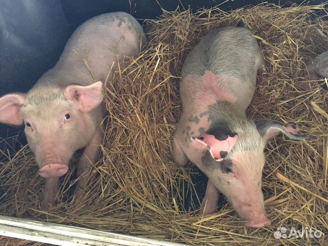Поросята