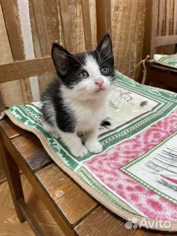 Котенок
