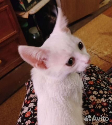 Белый котёночек Белла, в заботливую семью