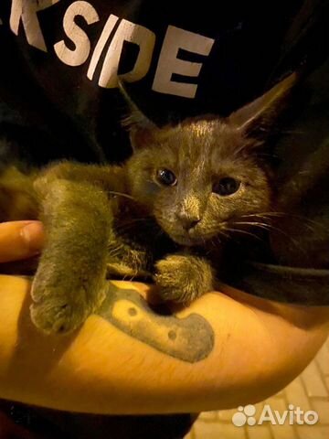 Кошка