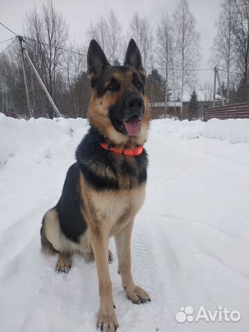 Вязка вео Кобель