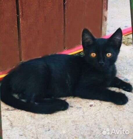 Черный котенок бесплатно в добрые руки