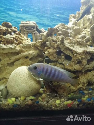 Аквариумные рыбки