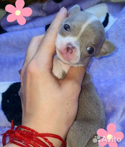 Микрушечная кукольная лиловая малышка чихуахуа