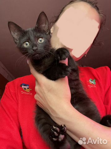 Чёрный котёнок девочка очень умная
