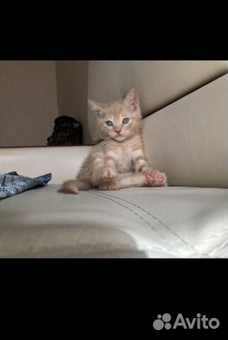 Рыжий котенок мальчик