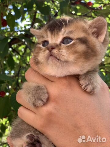 Британский рыжик